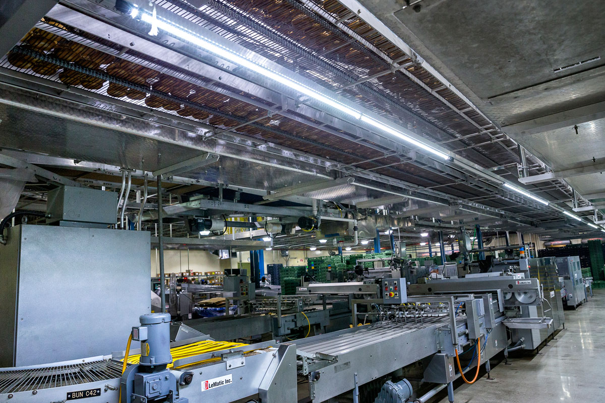 Food Processing Light Fixture